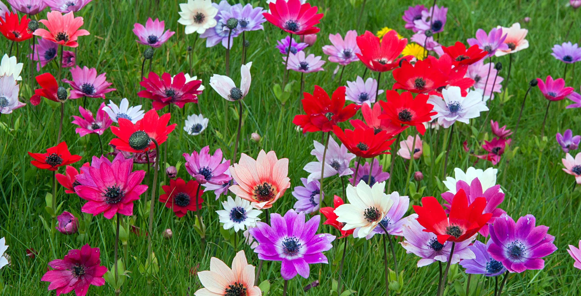 Flower Selector - Romney Marsh Gardening Services